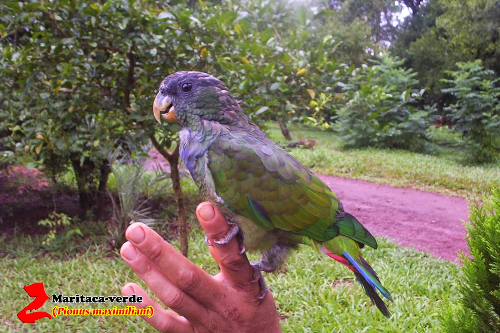 Zoologia: Maritaca-verde (Pionus maximiliani)